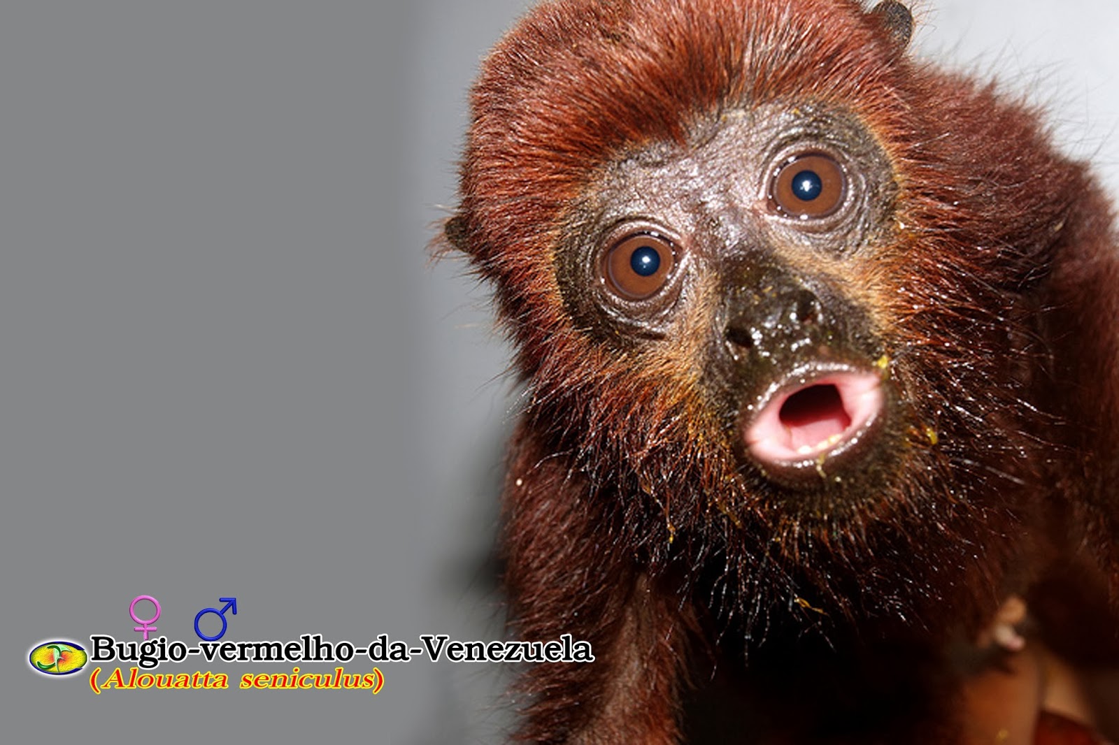 Zoologia: Bugio-vermelho-da-venezuela (Alouatta seniculus)